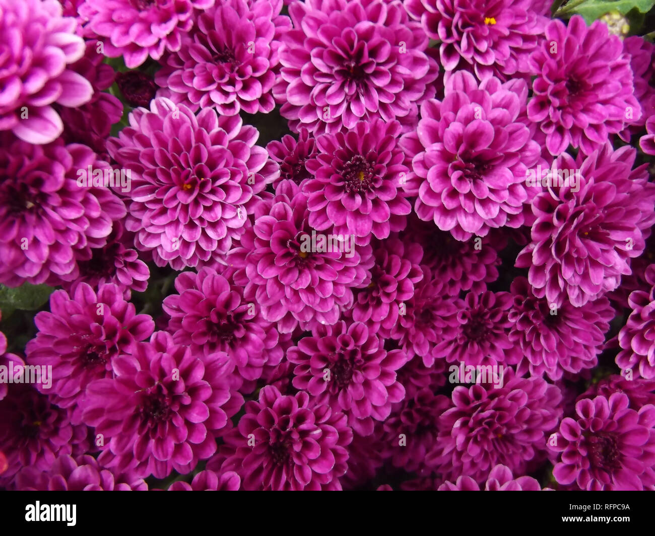 Purple Chrysanthemum Flowers Background Stock Photo - Alamy