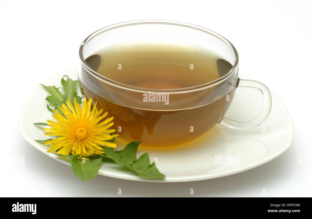 Herb tea made of common Dandelion Taraxacum officinale Stock Photo - Alamy