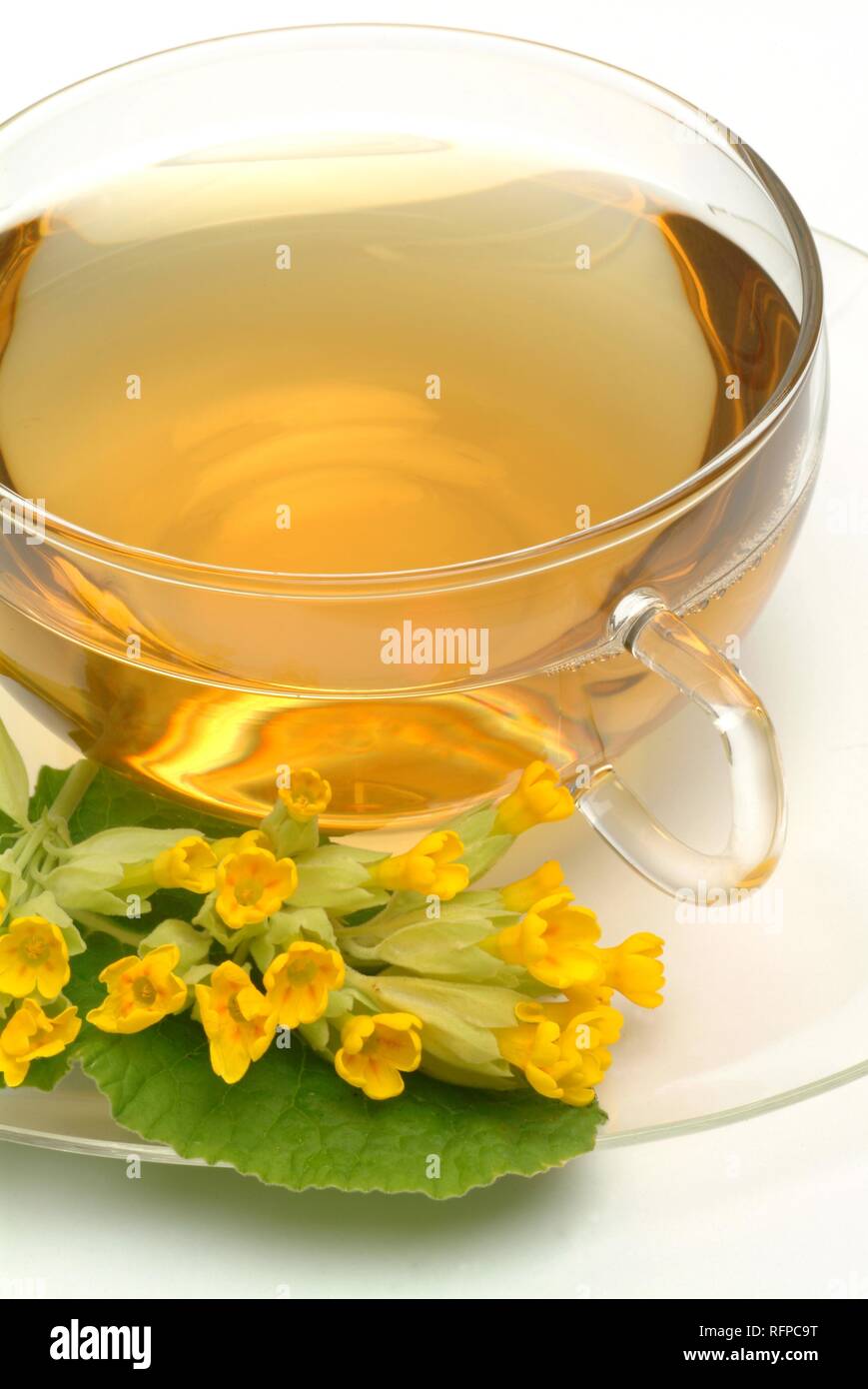 Herb tea made of cowslip, Primula officinalis Stock Photo - Alamy