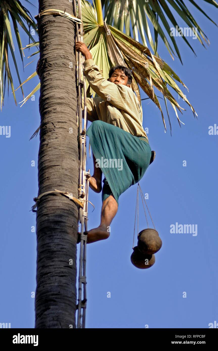 Harvesting palmtree-juice, Myanmar, Burma Stock Photo - Alamy