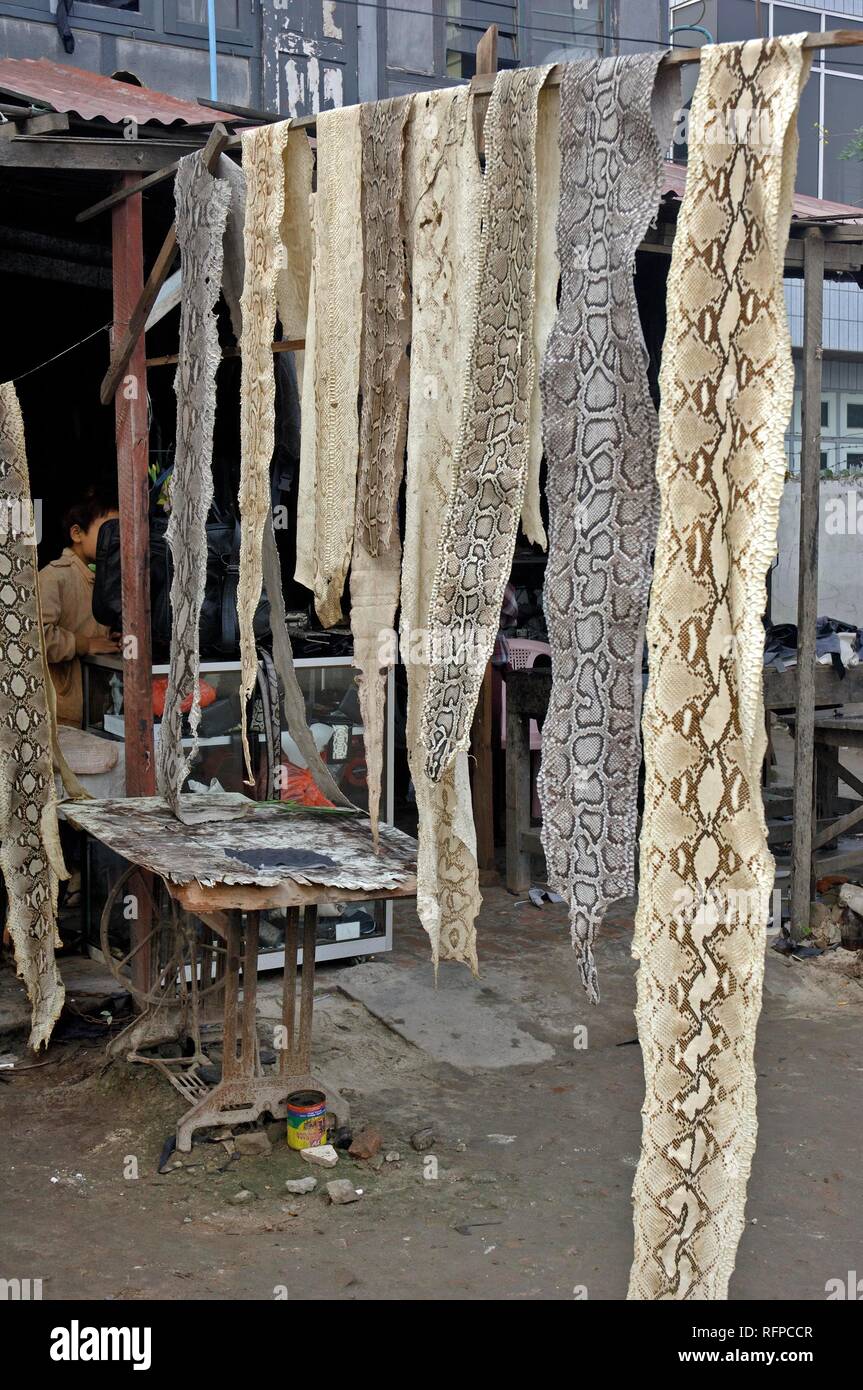 Pythonskin hi-res stock photography and images - Alamy