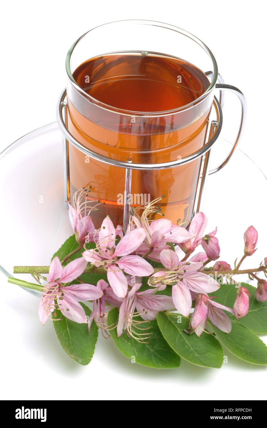 Burning bush, gas plant, medicinal tea from the root, Dictamnus albus ...