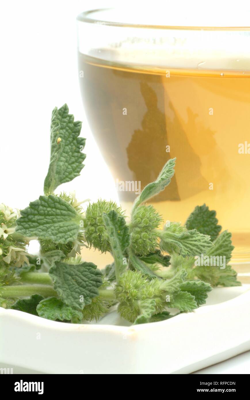Tea mad of white horehound, herb tea, Marrubium vulgare Stock Photo - Alamy