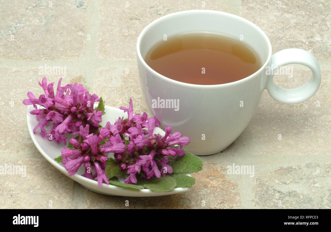 Herb tea made of Betony, Woundwort, Stachys officinalis, Betonica ...