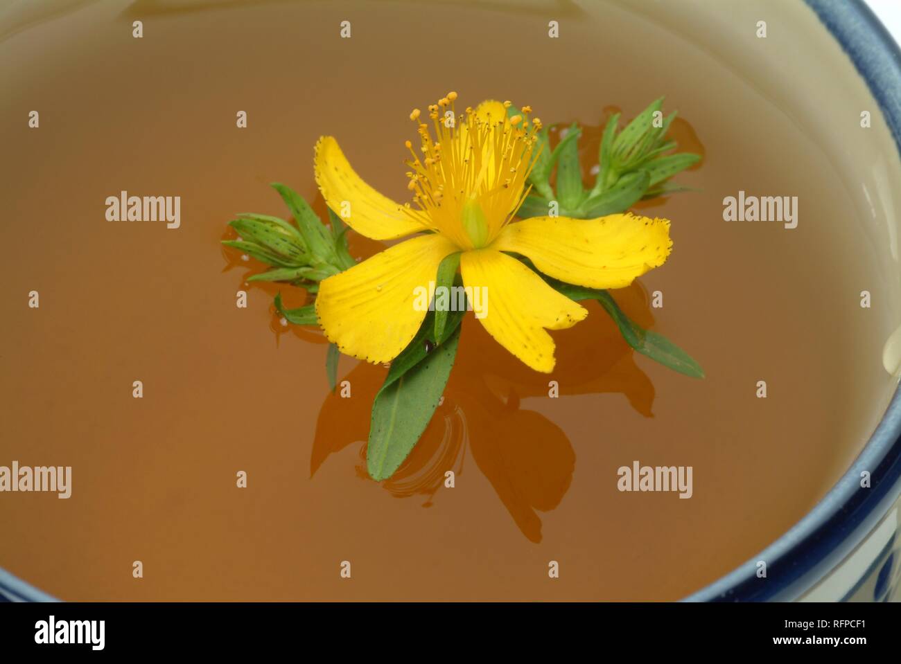 Saint John's Wort tea, herb tea, hypericum perforatum Stock Photo - Alamy