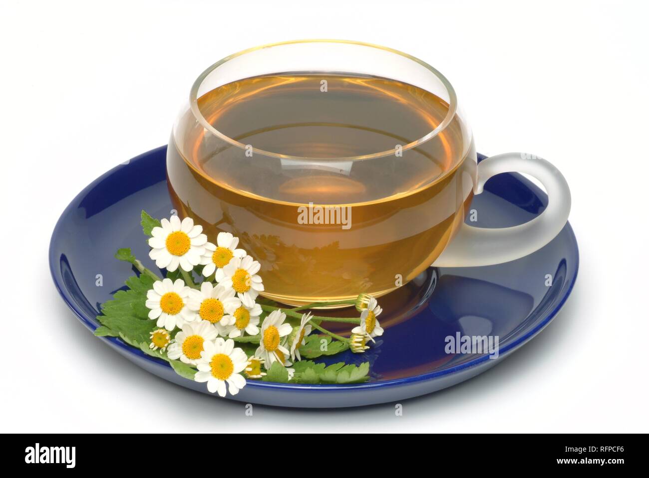 Feverfew tea, herbtea, Chrysanthemum parthenium Stock Photo - Alamy