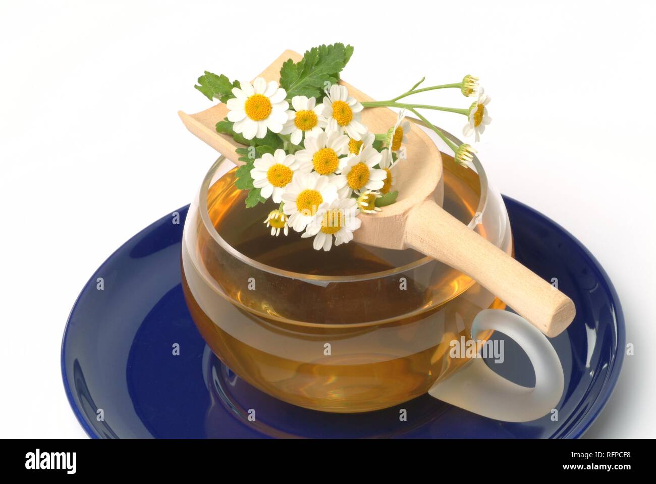 Feverfew tea, herbtea, Chrysanthemum parthenium Stock Photo - Alamy