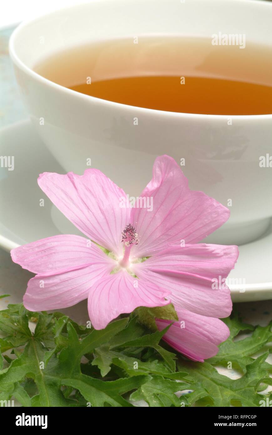 Herb tea made of Musk mallow, medicinal tea, Malva moschate Stock Photo ...
