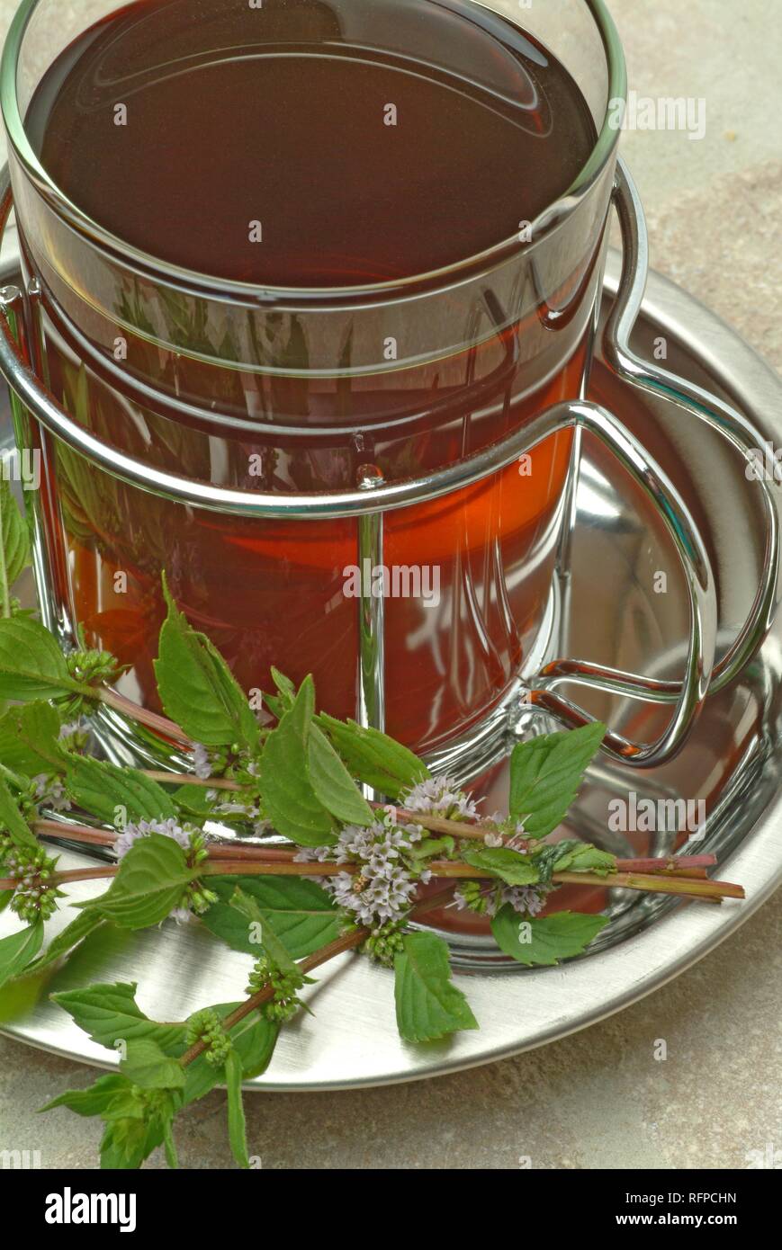 Menta piperita mentha piperita hi-res stock photography and images - Alamy
