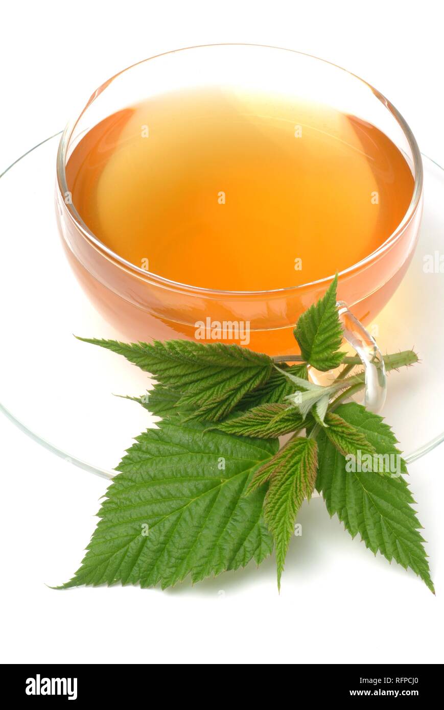 Tea made of leaves of Raspberry, Raspberryleaftea, medicinal tea, Rubus ...