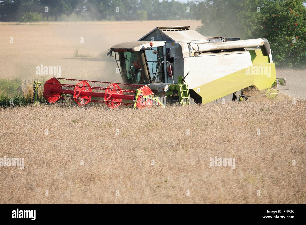 Combine harvester threshing rapeseed Stock Photo - Alamy
