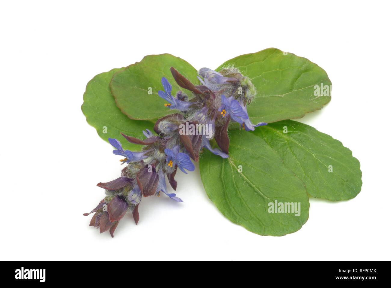 Bugle herb ajuga reptans hi-res stock photography and images - Alamy