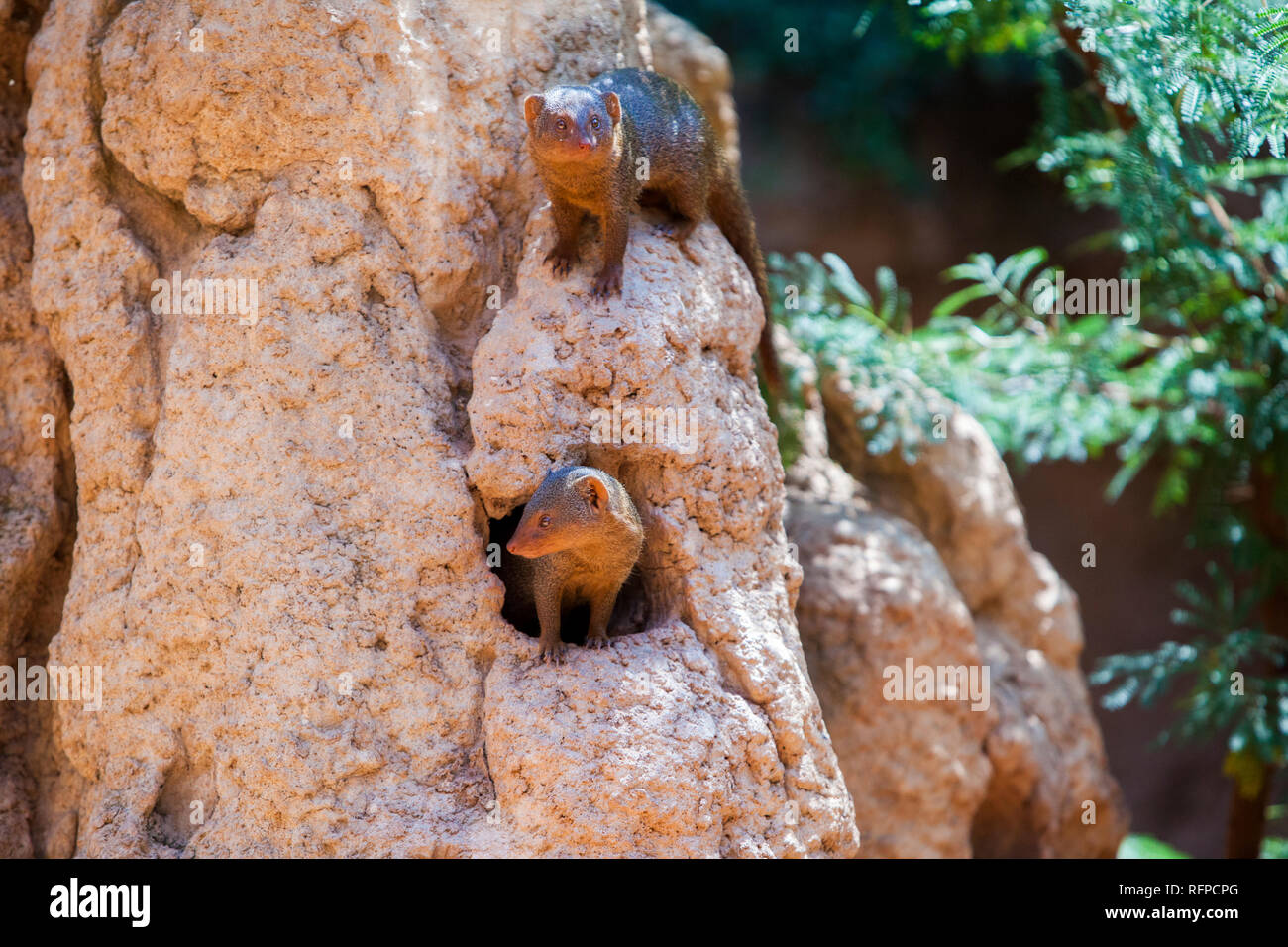 Mongoose nest hi-res stock photography and images - Alamy