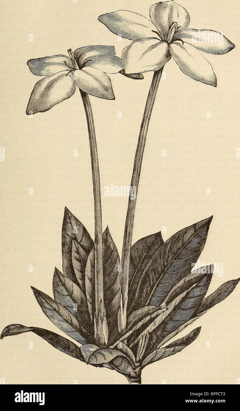 Linen fibre plants hi-res stock photography and images - Alamy