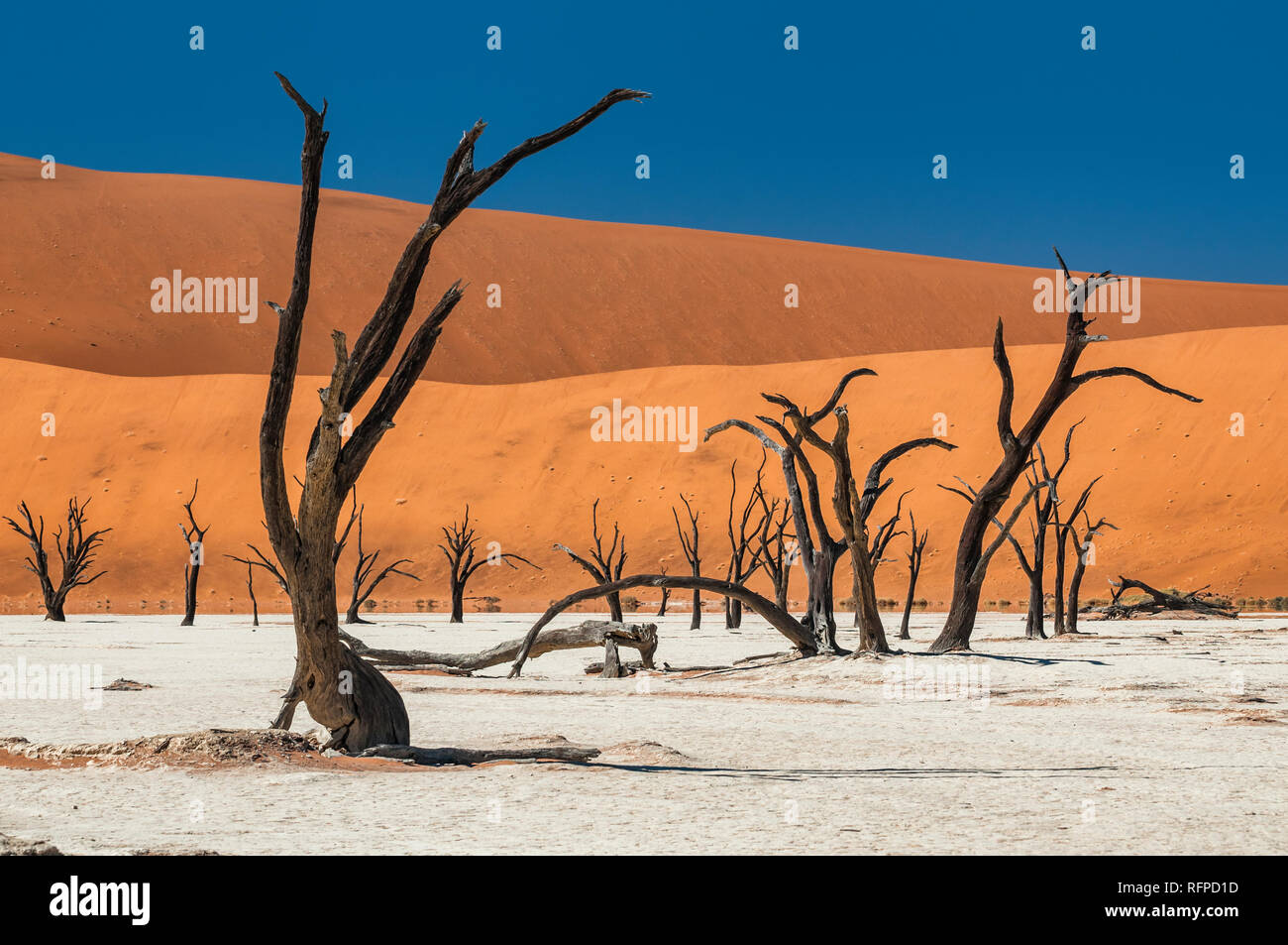 Camel Thorn Trees in Deadvlei, Namib-Naukluft National Park, Namibia ...