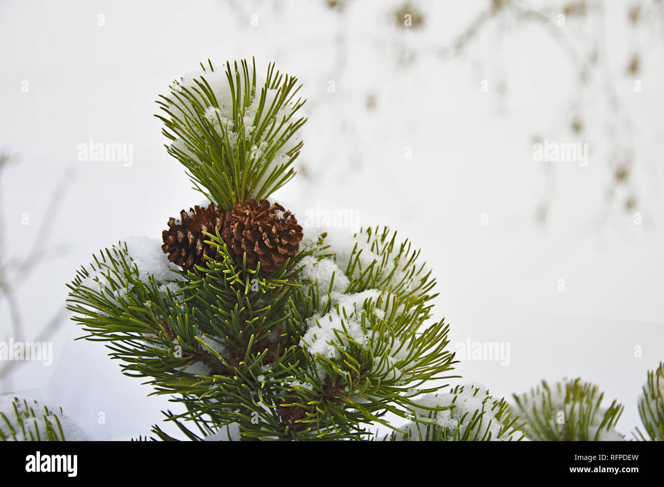 Conifer cones hi-res stock photography and images - Alamy