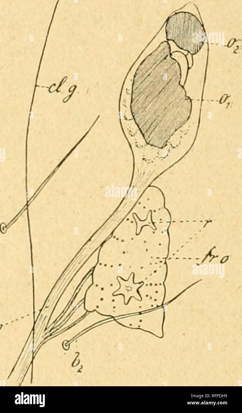 . Casopis Ceské spolecnosti entomologické = Acta Societatis ...