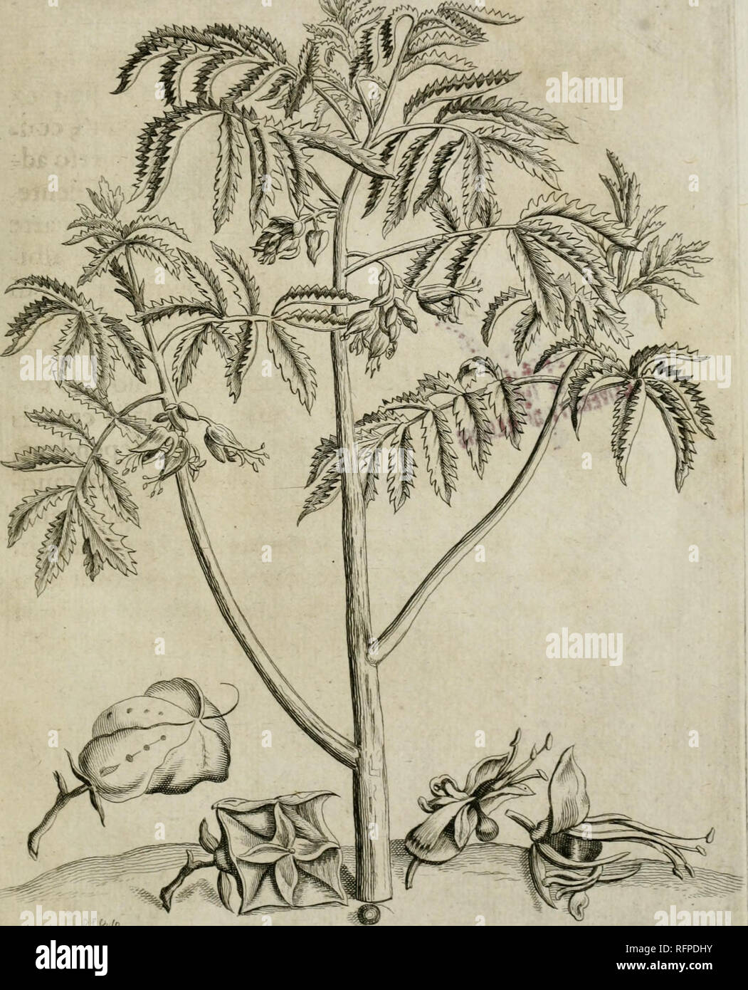 Horti medici hi-res stock photography and images - Alamy
