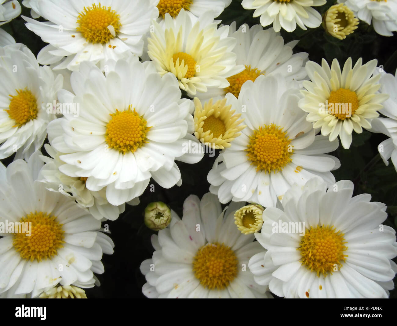 Beautiful White Daisy Flowers Background Stock Photo - Alamy