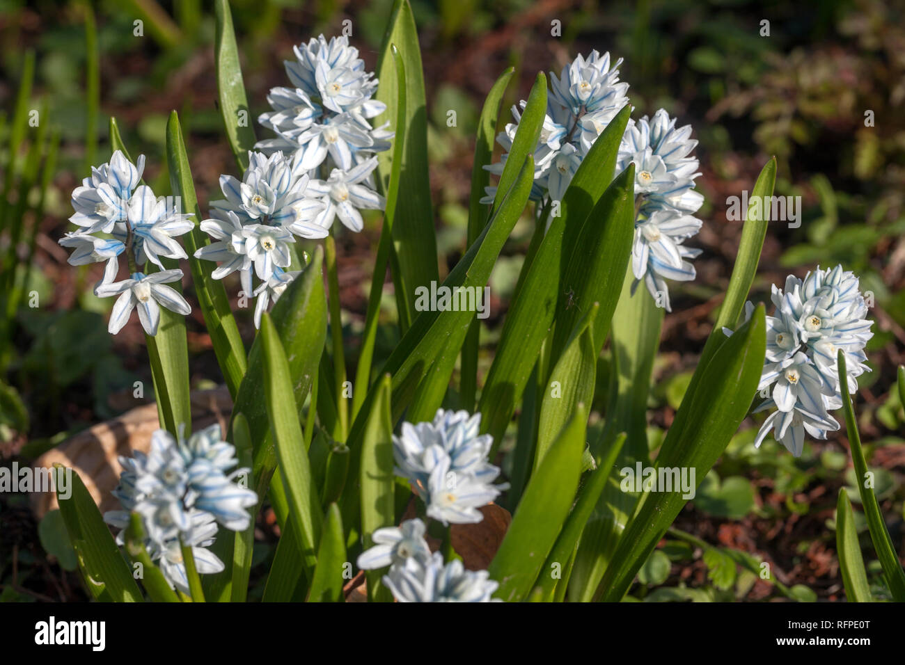 Early Scilla, Scilla mischtschenkoana Stock Photo - Alamy