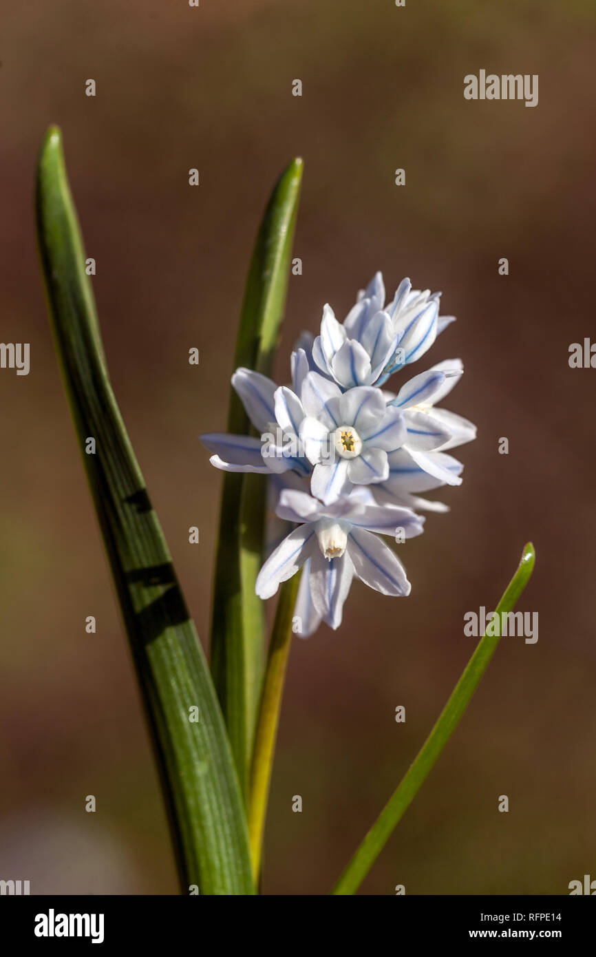 Early Scilla, Scilla mischtschenkoana close up portrait flower Stock ...