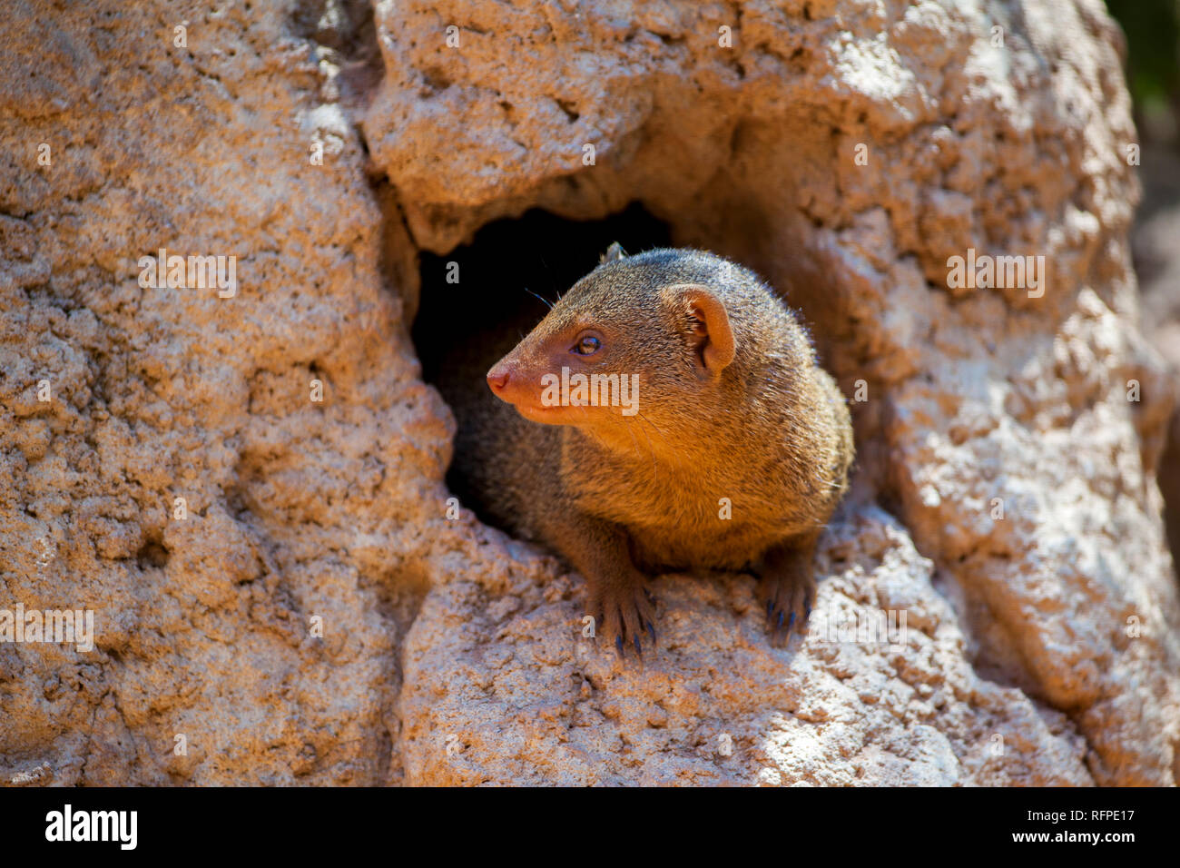 African mongoose at Bioparc zoo in Valencia, Comunidad Valenciana ...