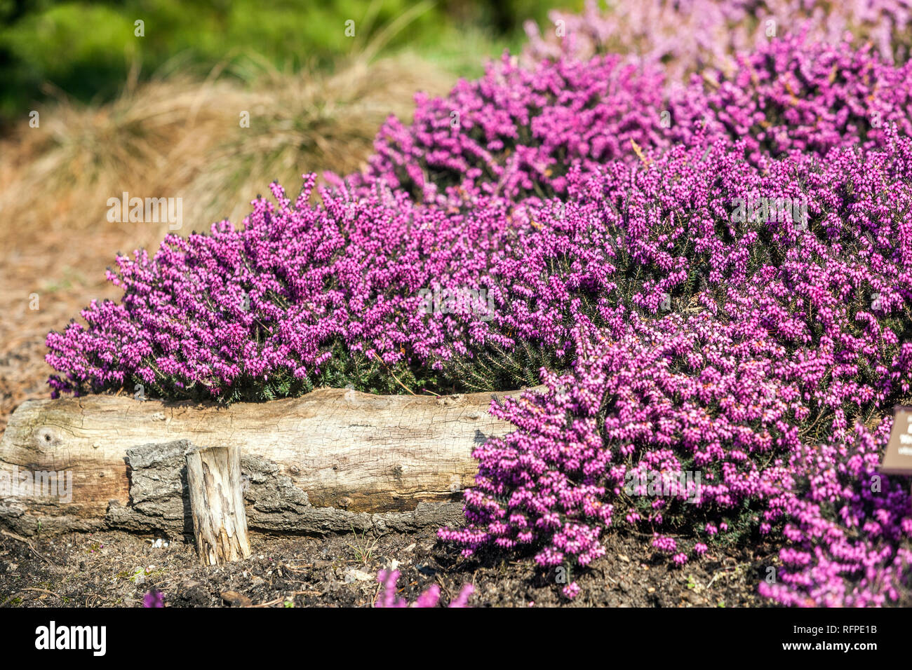 Heath in full bloom hi-res stock photography and images - Alamy