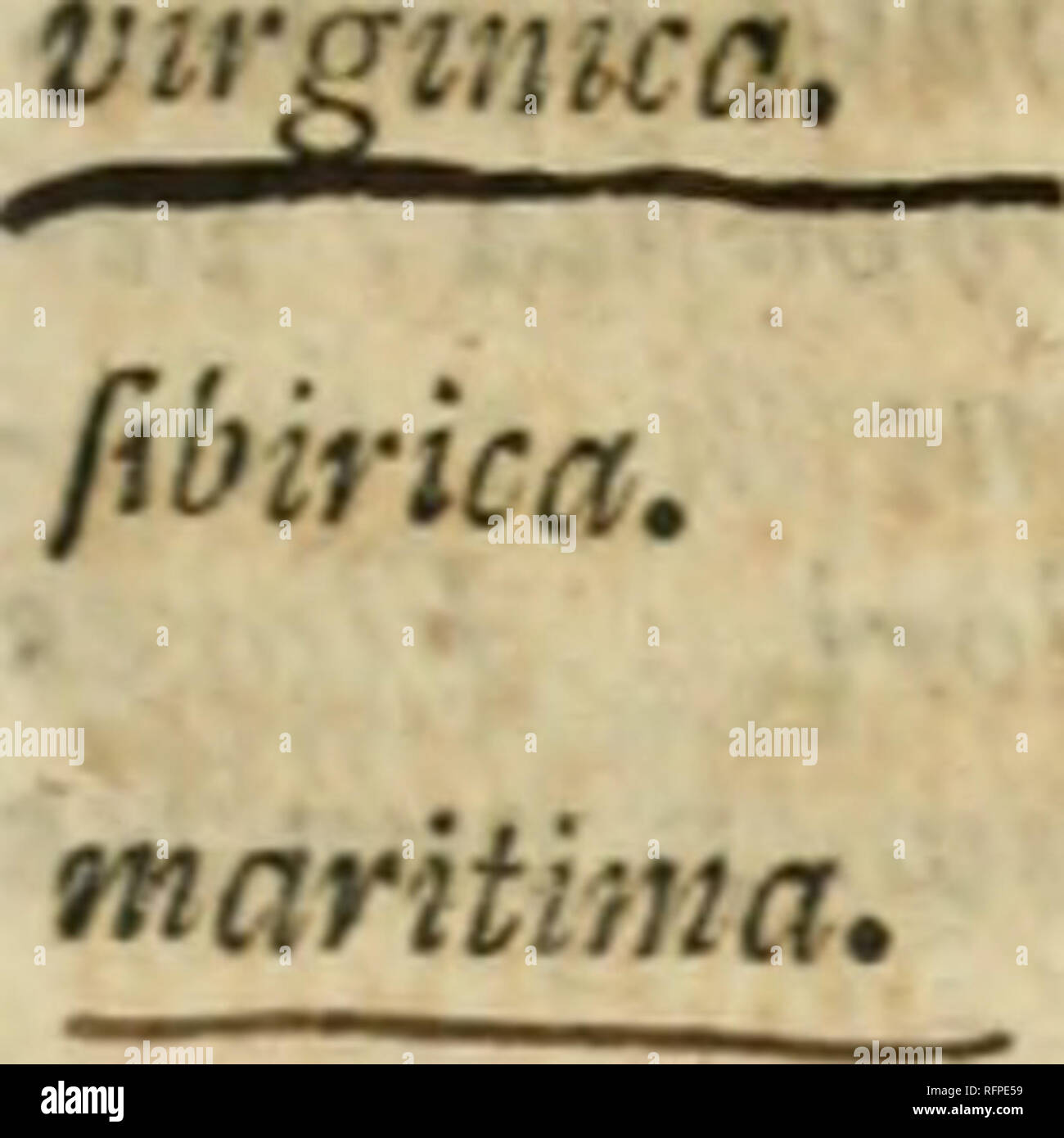 Pentandria Monogynia High Resolution Stock Photography and Images - Alamy