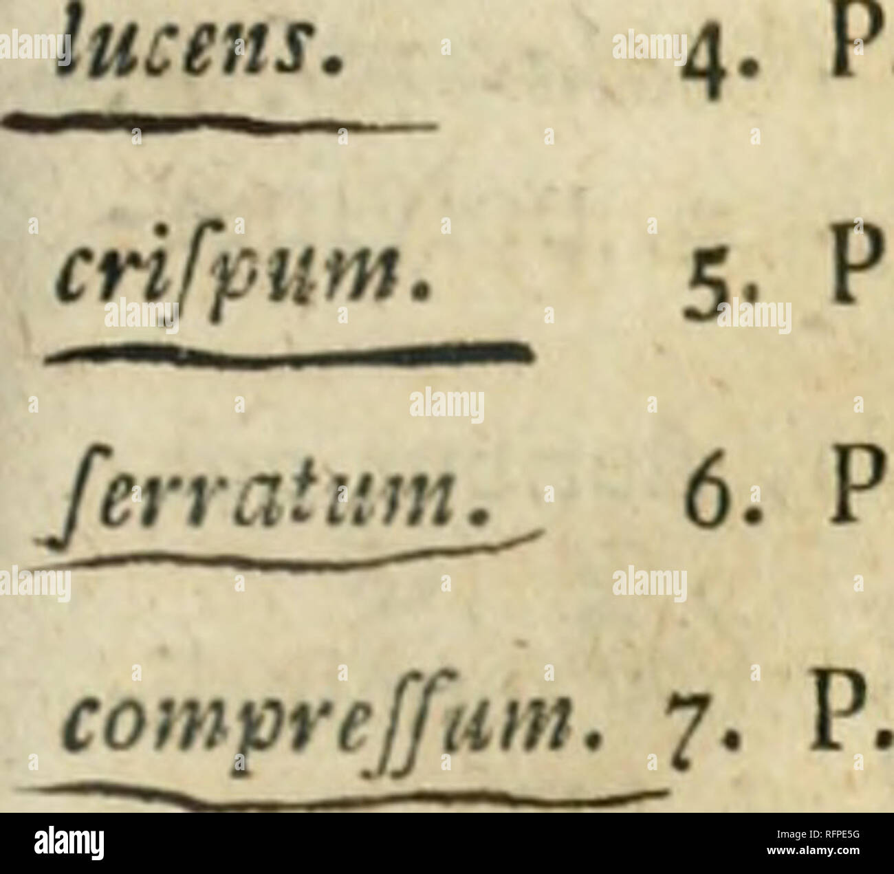 Tetrandria hi-res stock photography and images - Alamy