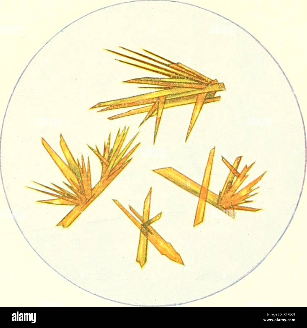 Violaxanthin hi-res stock photography and images - Alamy