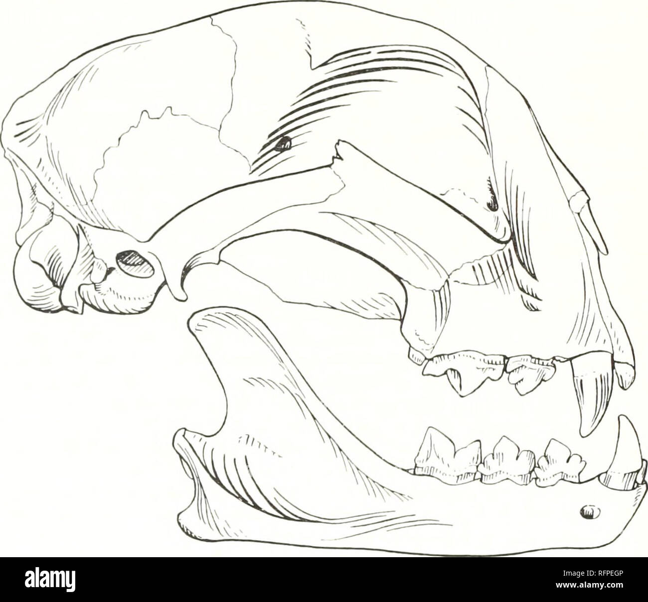 Caracal hunting prey hi-res stock photography and images - Alamy