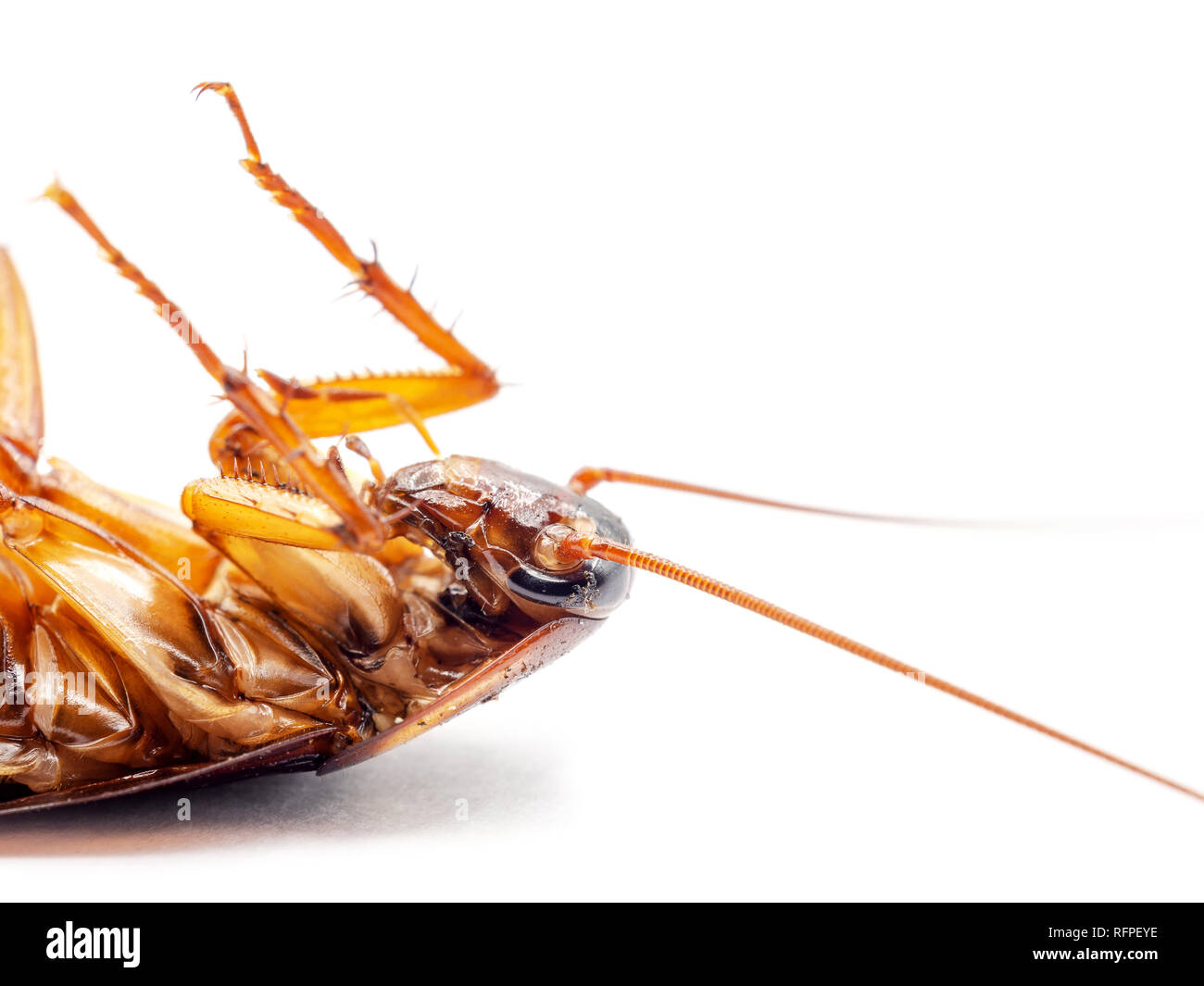 Cockroach side view hi-res stock photography and images - Alamy