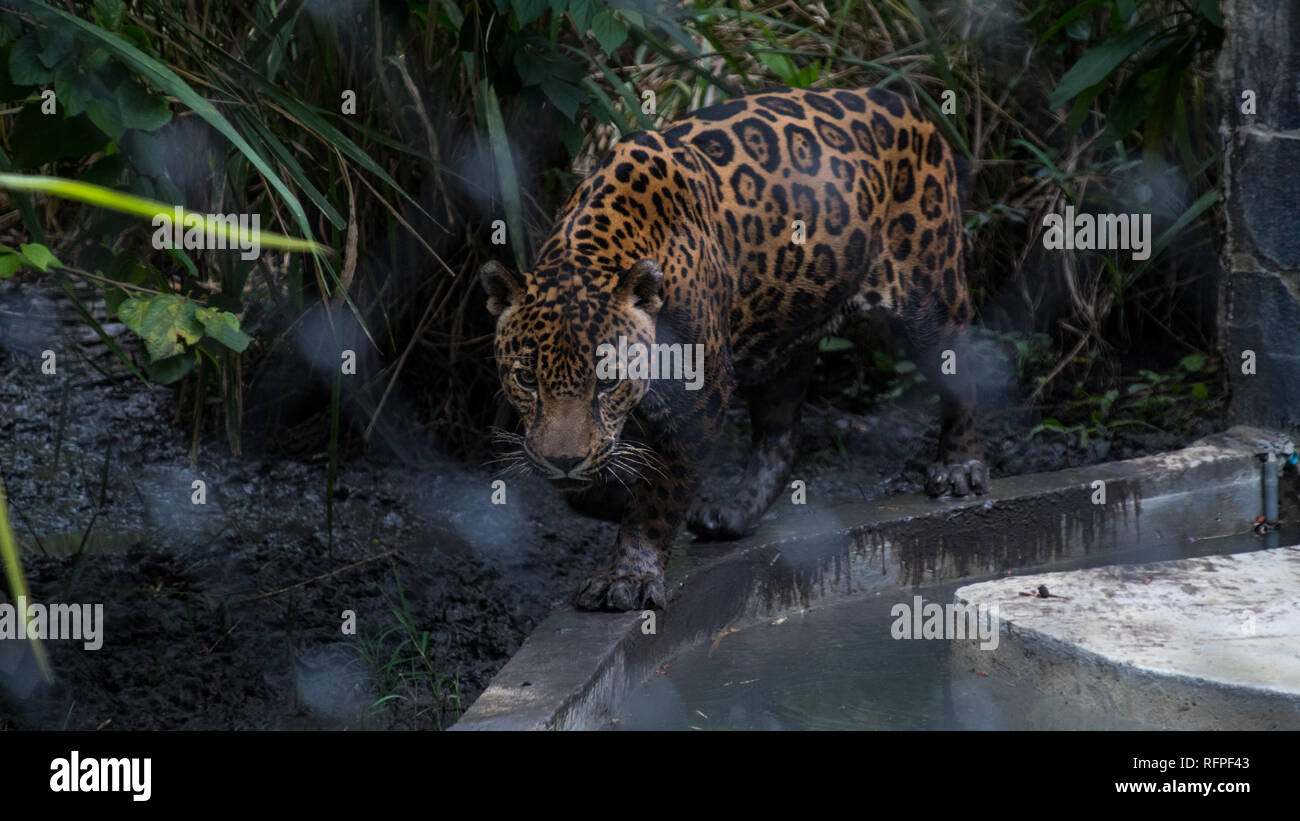 Costa rica wild jaguar hi-res stock photography and images - Alamy