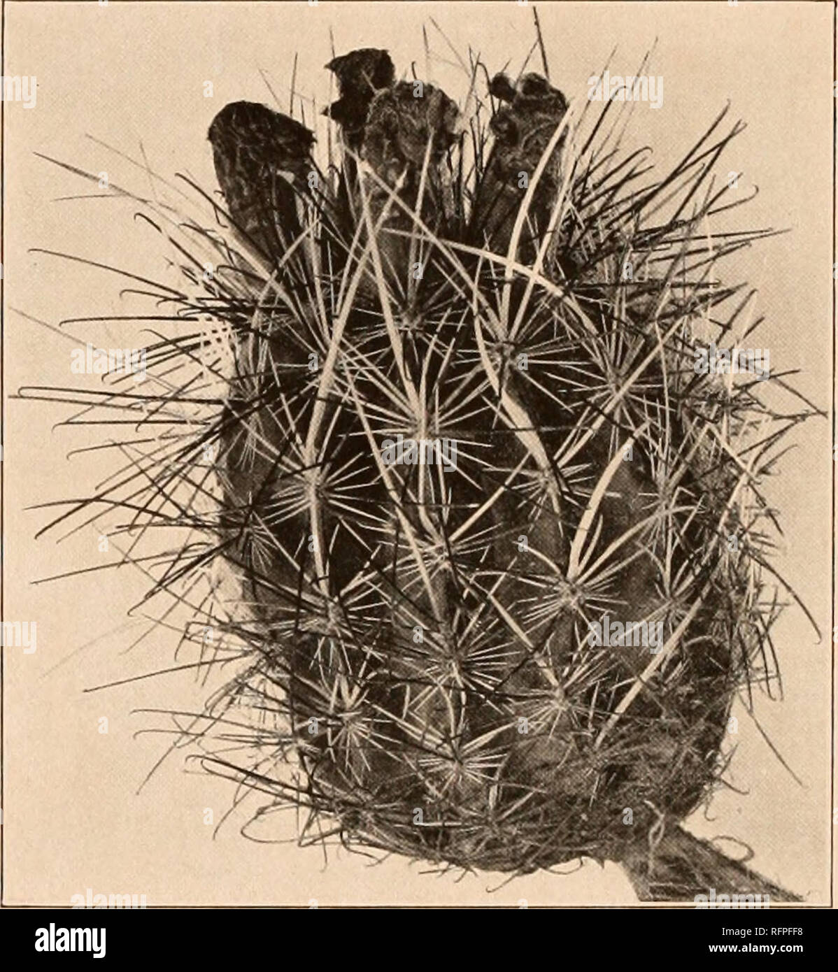 Tuberculate scales hi-res stock photography and images - Alamy