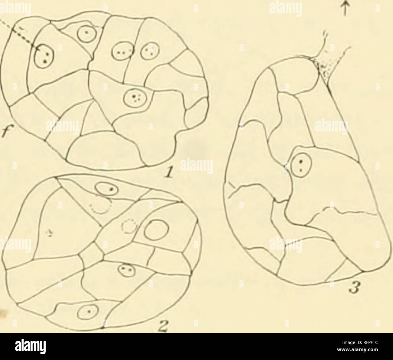 . Carnegie Institution of Washington publication. THE EMBRYO 47 The ...