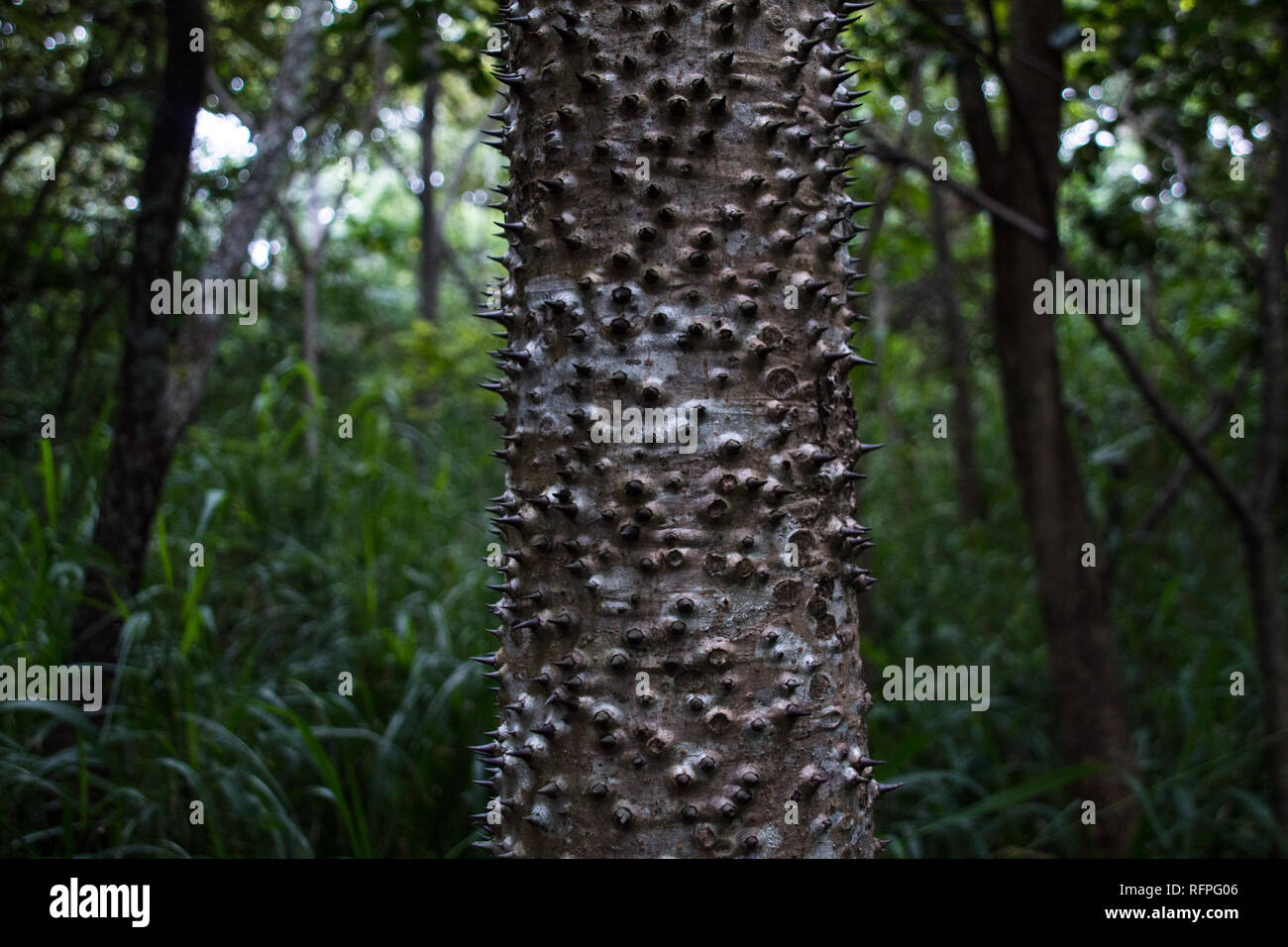 Pachira Quinata Stock Photos & Pachira Quinata Stock Images - Alamy