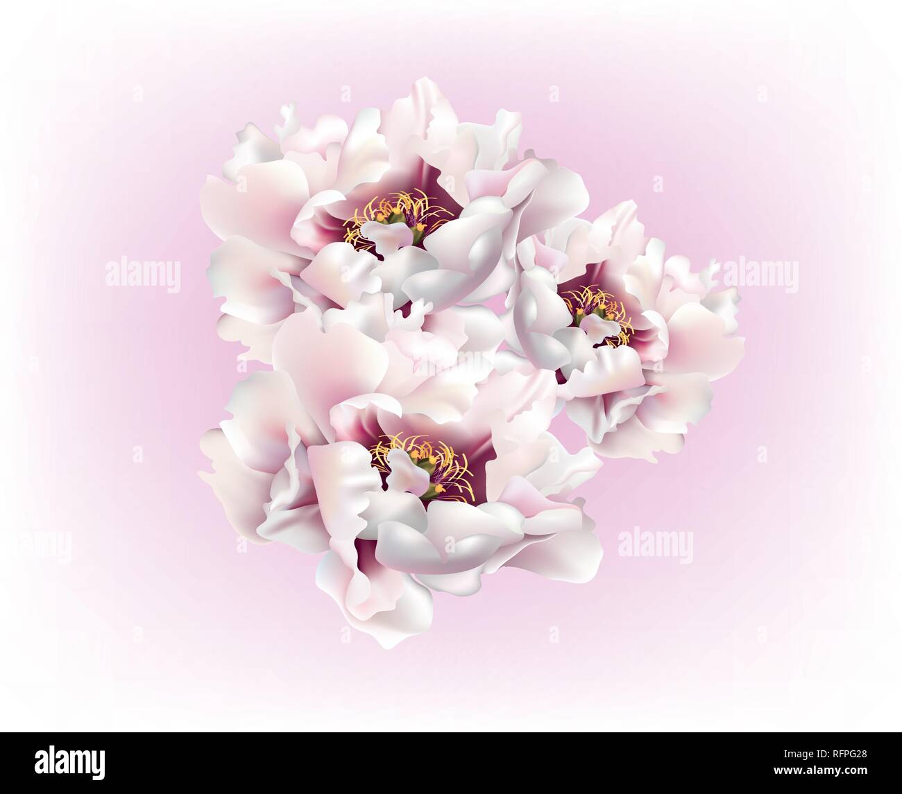 Beautiful pink peonies Stock Vector Image & Art - Alamy