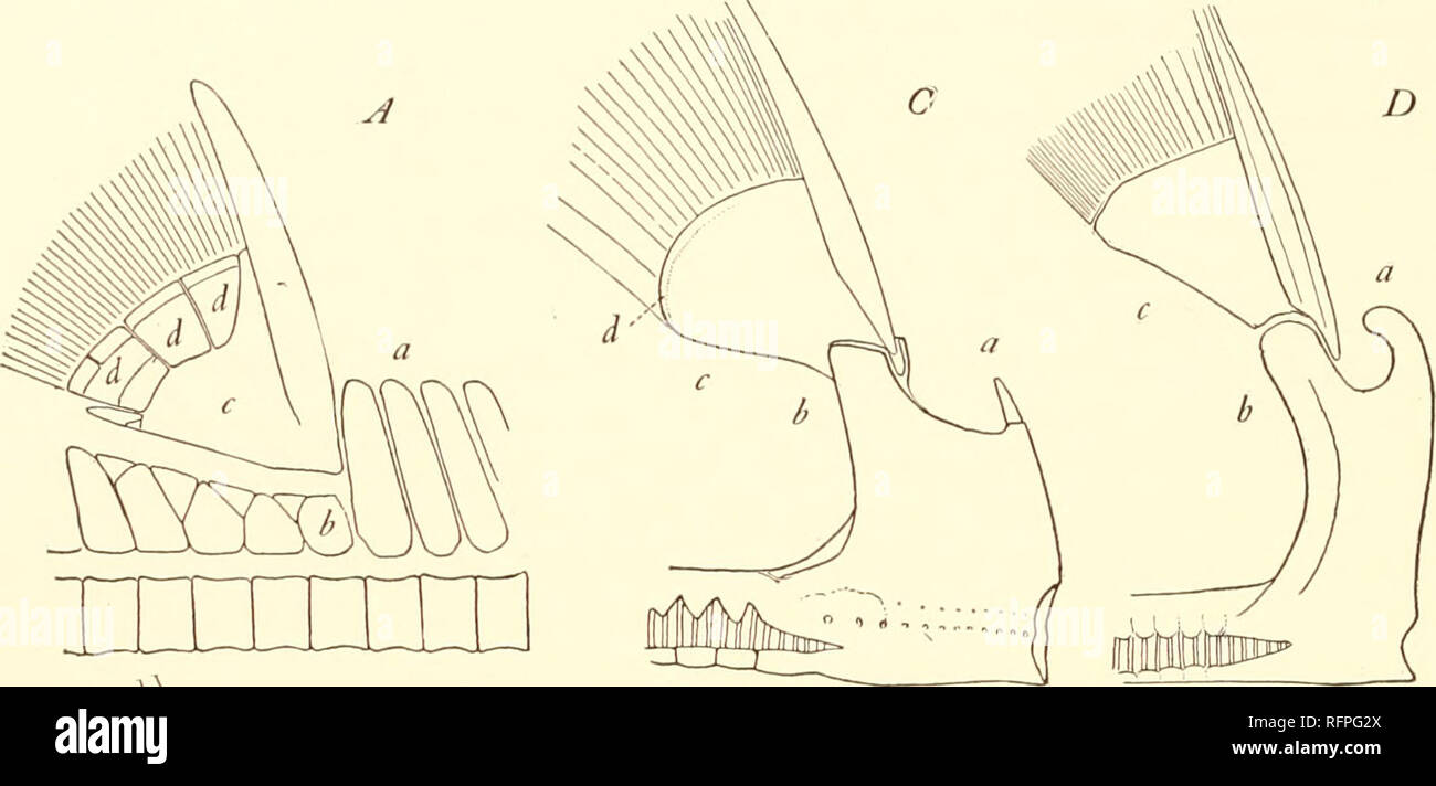 . Carnegie Institution of Washington publication. 146 CHIM.-KROID ...