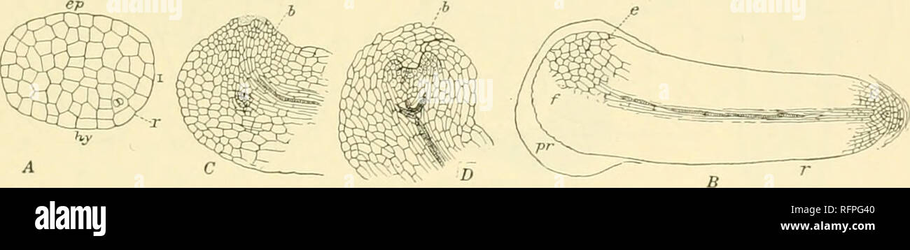 Embryo development series hi-res stock photography and images - Alamy