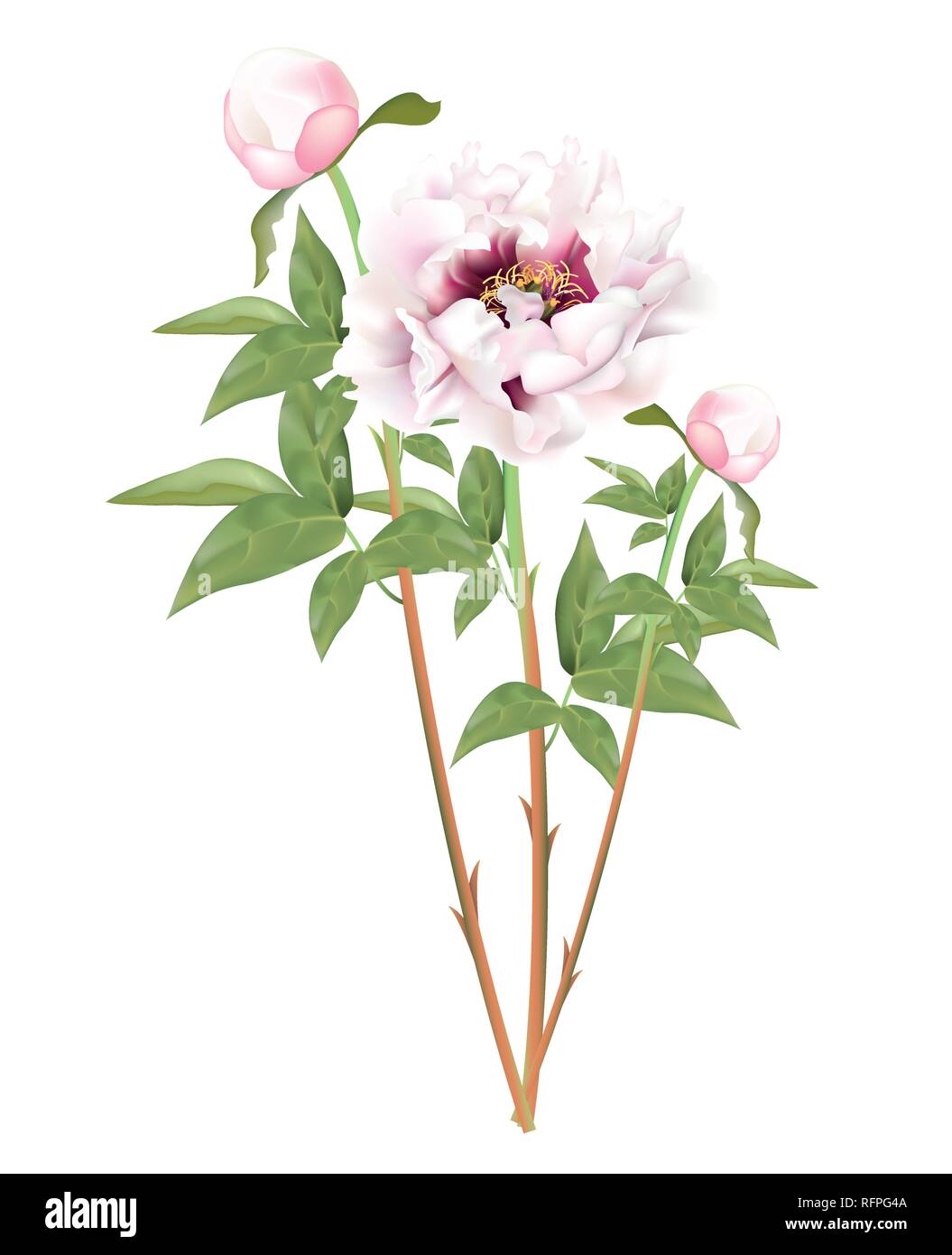 Pink peonies bouquet Stock Vector Images - Alamy