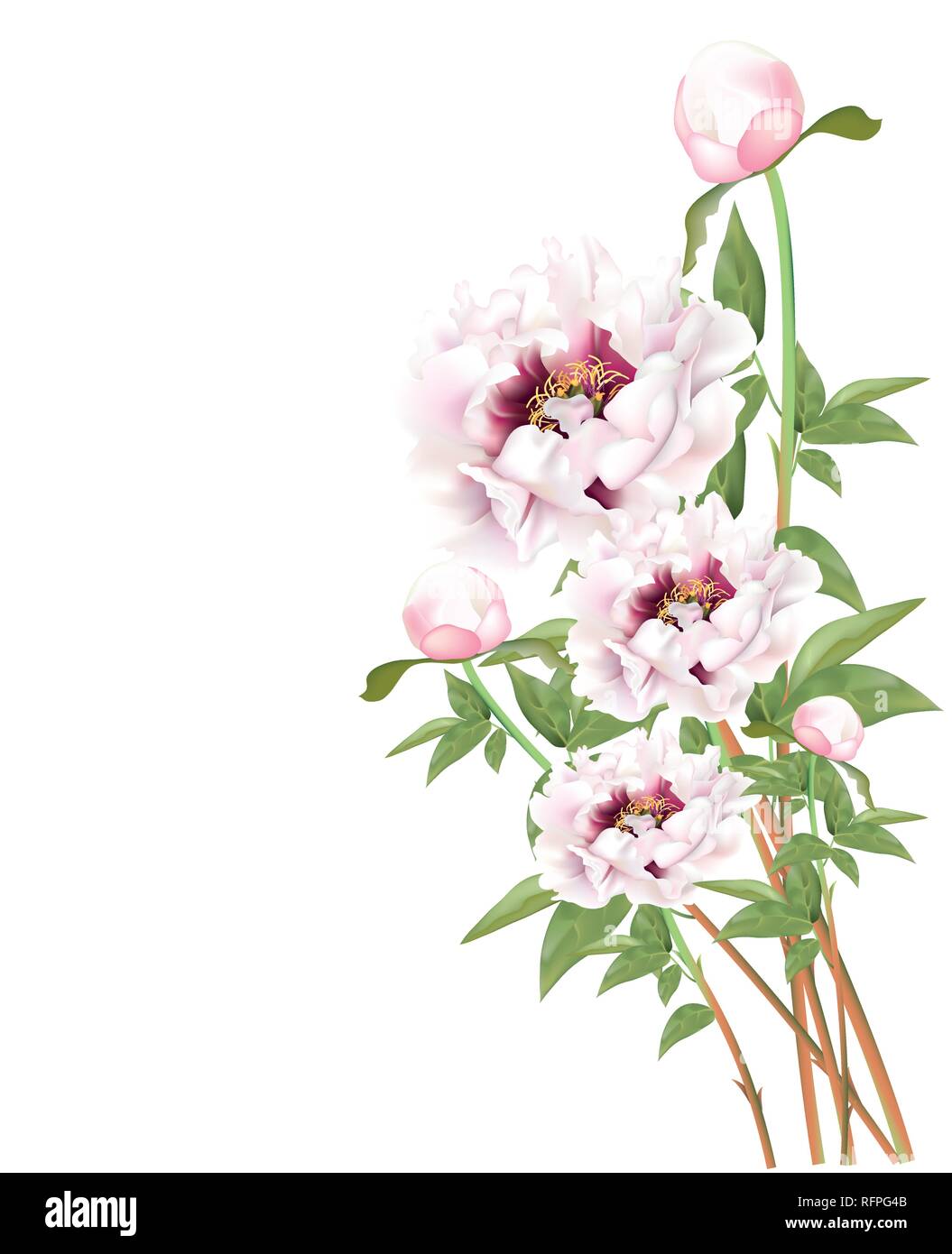 Beautiful pink peony background wedding Stock Vector Images - Alamy