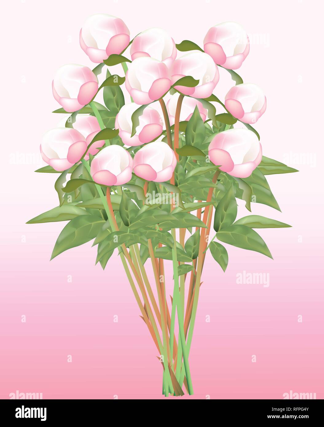 Peonies illustration Stock Vector Images - Alamy