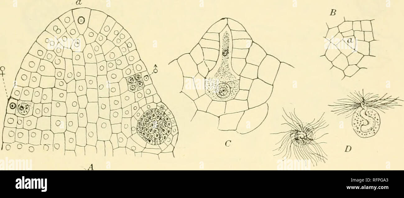 Starch granules in plant cells hi-res stock photography and images - Alamy
