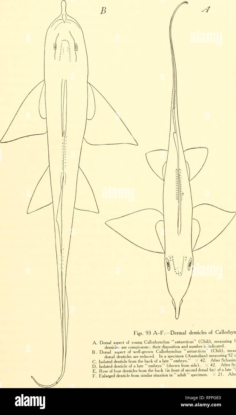 Dermal denticles hi-res stock photography and images - Alamy