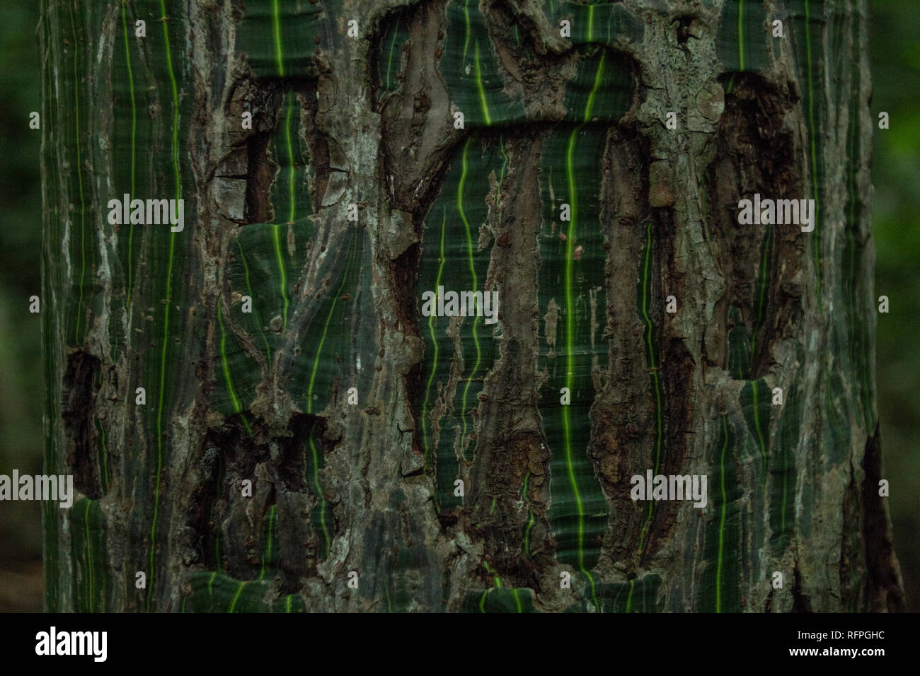 Pachira quinata hi-res stock photography and images - Alamy