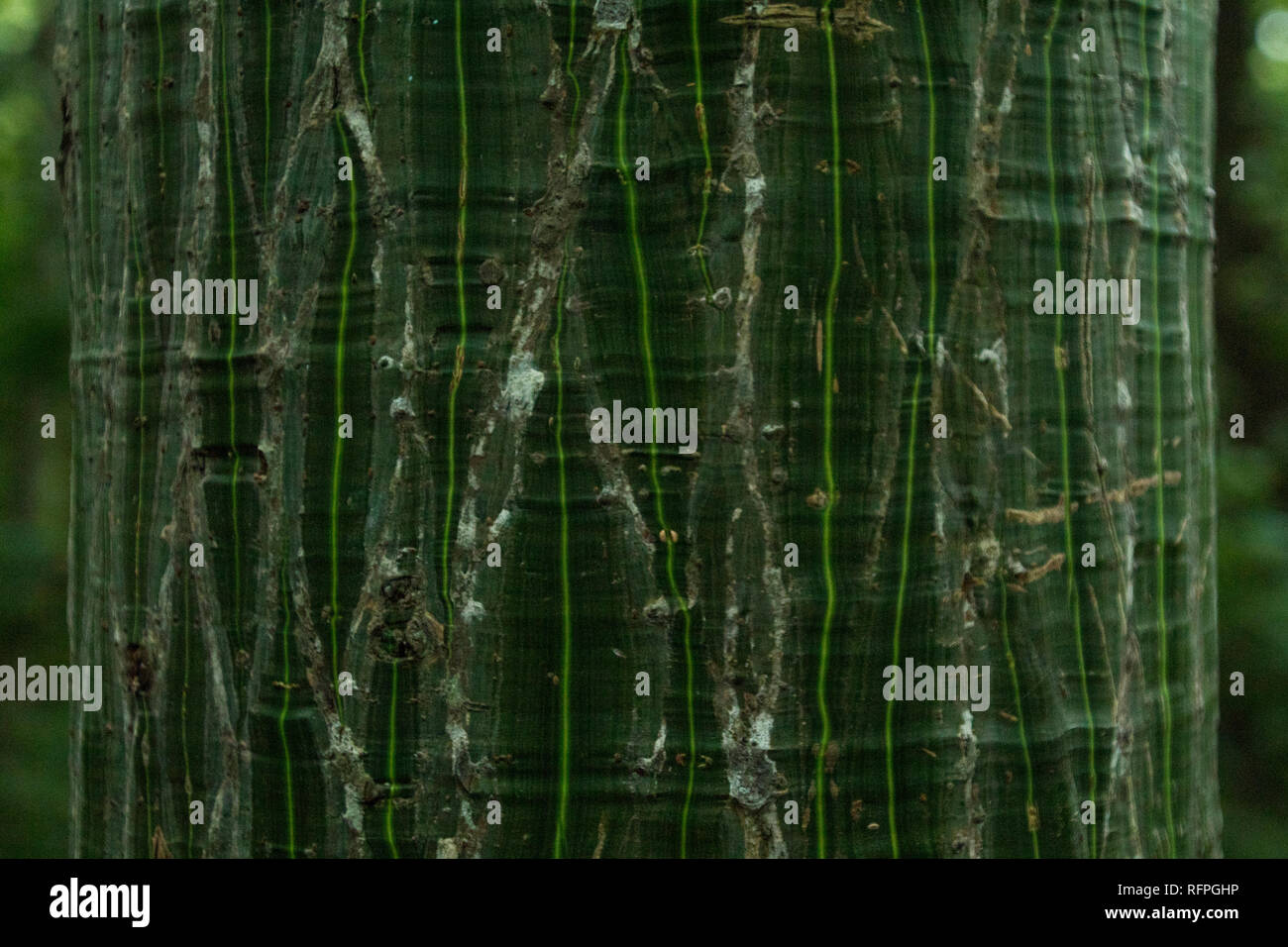 A closeup photo of a green trunk with a beautiful pattern of the ...