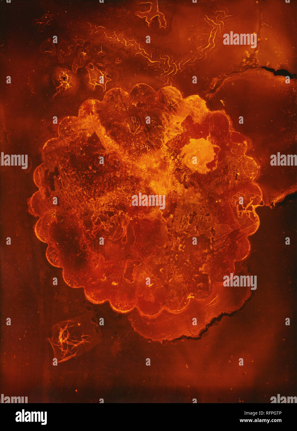 Fractal design texture wallpaper, abstract illustration Stock Photo - Alamy