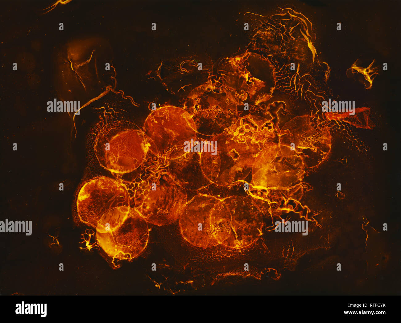 Fractal design texture wallpaper, abstract illustration Stock Photo - Alamy