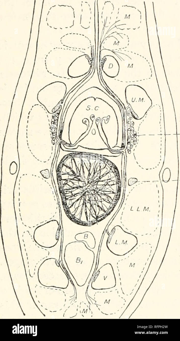 Gymnarchus niloticus hi-res stock photography and images - Alamy