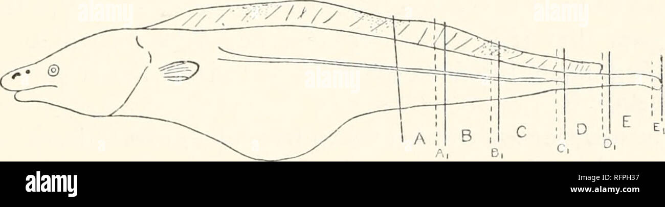 . Carnegie Institution of Washington publication. Origin of Electric ...